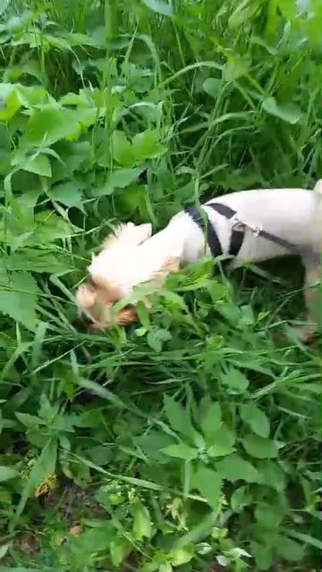 Наши кролики на прогулке.