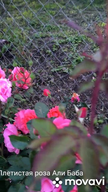 Плетистая роза Али Баба