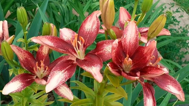 лилия ДАНА (Vlasova' 2023)