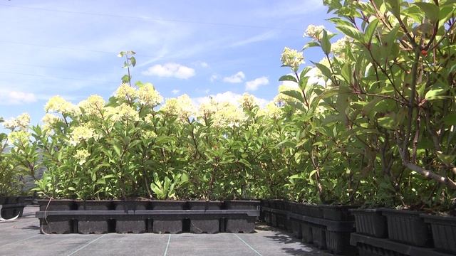 Дачные советы вышли в поле