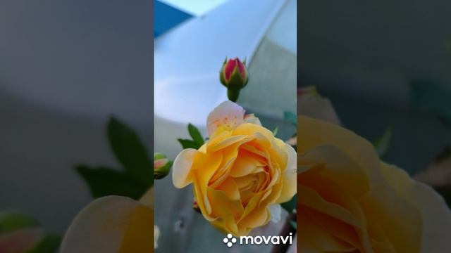 Первое цветение роз. Лето 2025