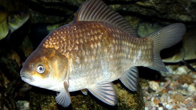 КАРАСЬ - ДАЧНИКАМ  РЫБАКАМ НА ЗАМЕТКУ