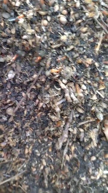 Муравейник в лесу.