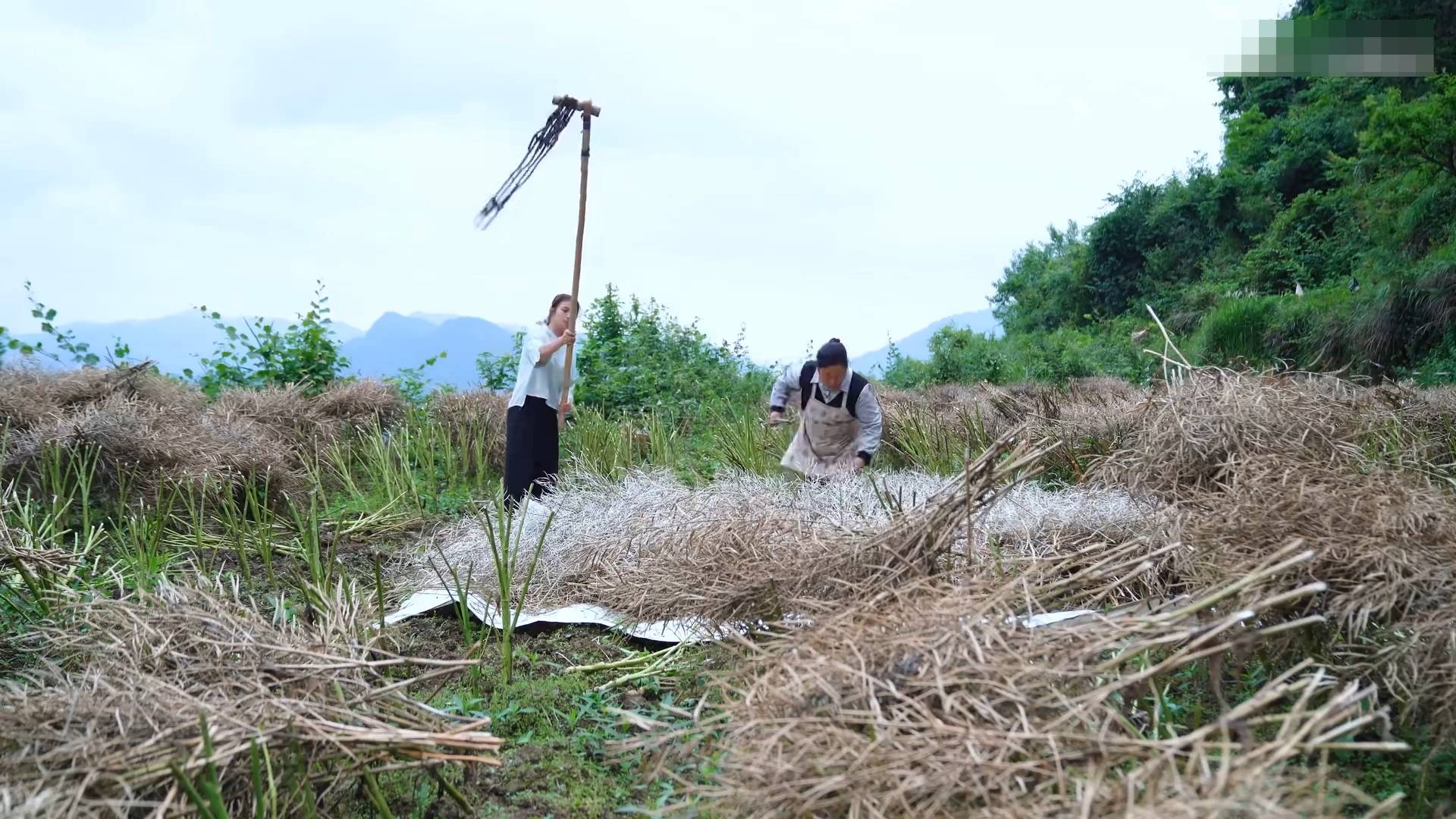 Лун Мэймэй Л - Чистое рапсовое масло выращенное самостоятельно