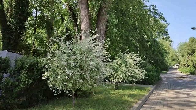 Щербакова Мостик лето 2024