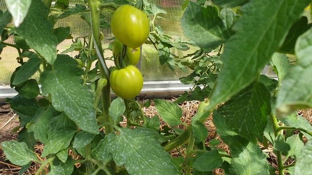 Томаты. Как, сколько и и в какое время поливать в теплице.