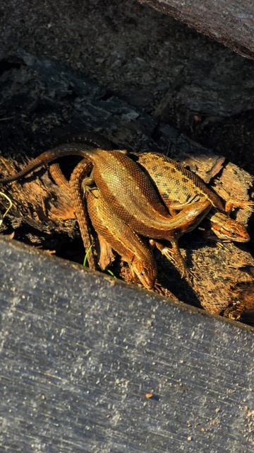 ногда самые неожиданные «модели» появляются прямо во время съемки😅.