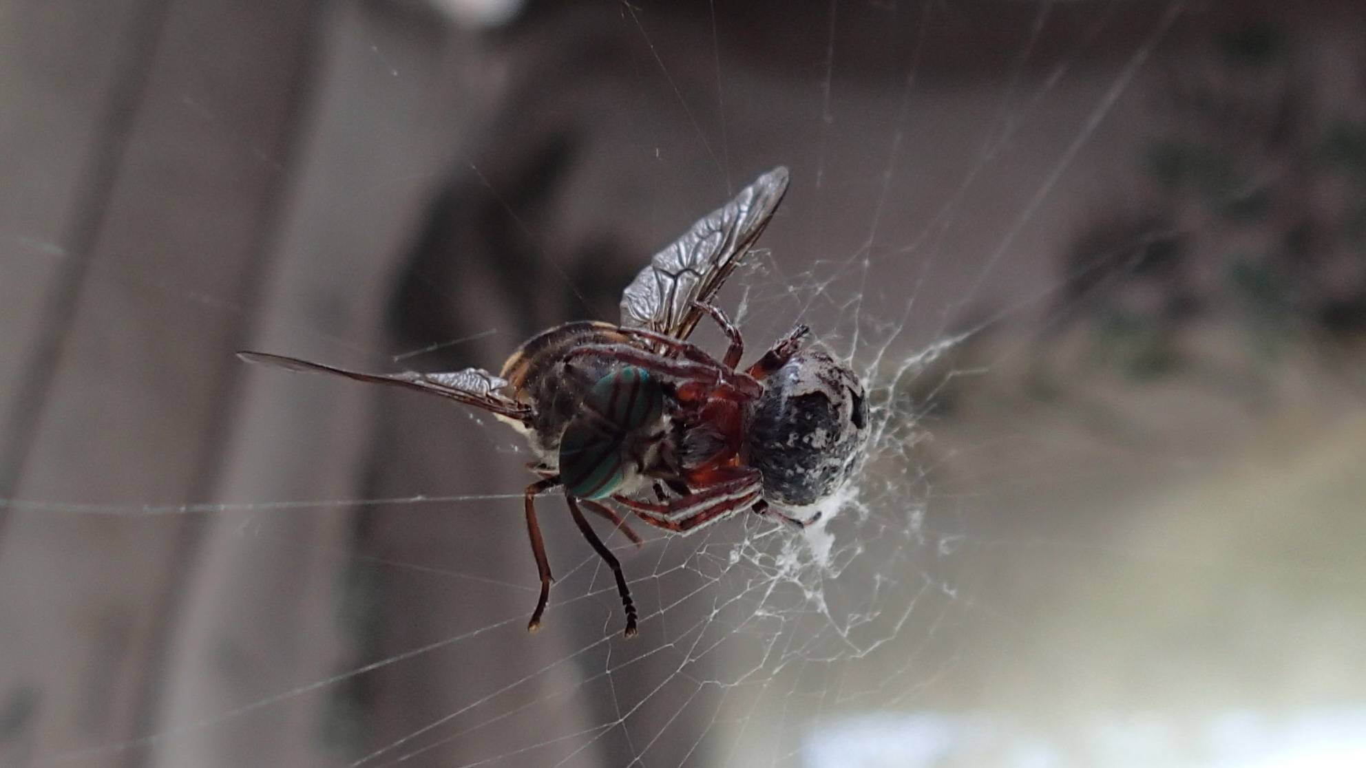 2025.07.11. Норильская лесотундра. Овод в паутине, мир насекомых.