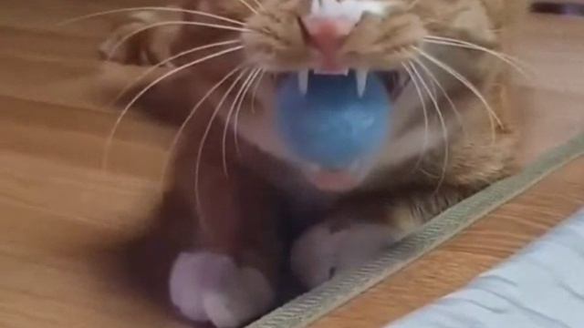 Смешная подборка котов