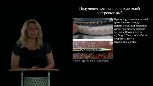 Тема 2. Подготовка и получение зрелых производителей осетровых рыб