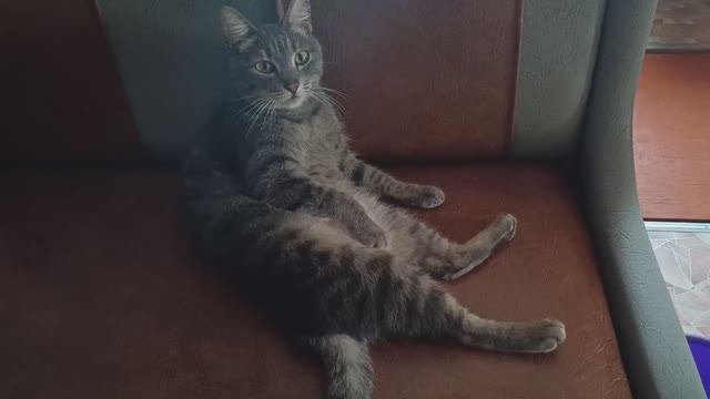 Наша новая кошка Соня.