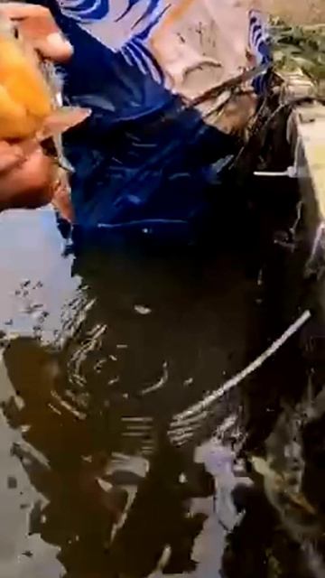 Местные кусачки