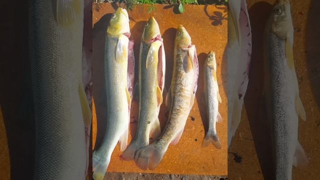 Рыба Маринка ядовита  или нет? #shorts