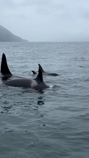 Нет никаких слов, чтобы описать эмоции от встречи с животными на Камчатке 🤍💙❤️