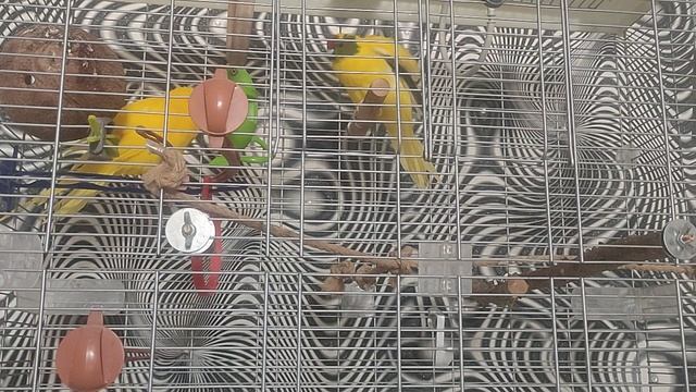 Звонок мошенников.смс через сервис Сравни.Специалист Роскомнадзора Андреева Алина Сергеевна.