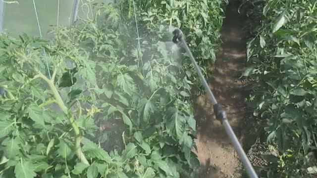 Обработка томатов от фитофторы