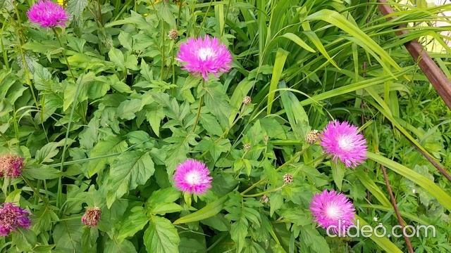 Райский уголок Пугачёва 13 2025