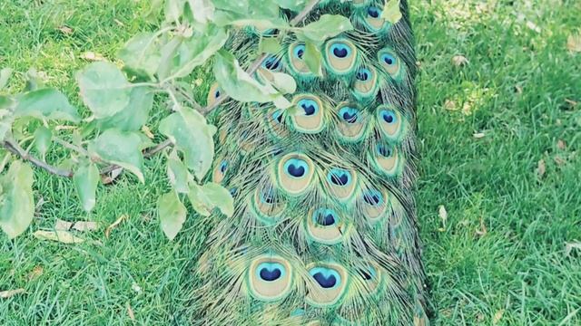 Наши животные