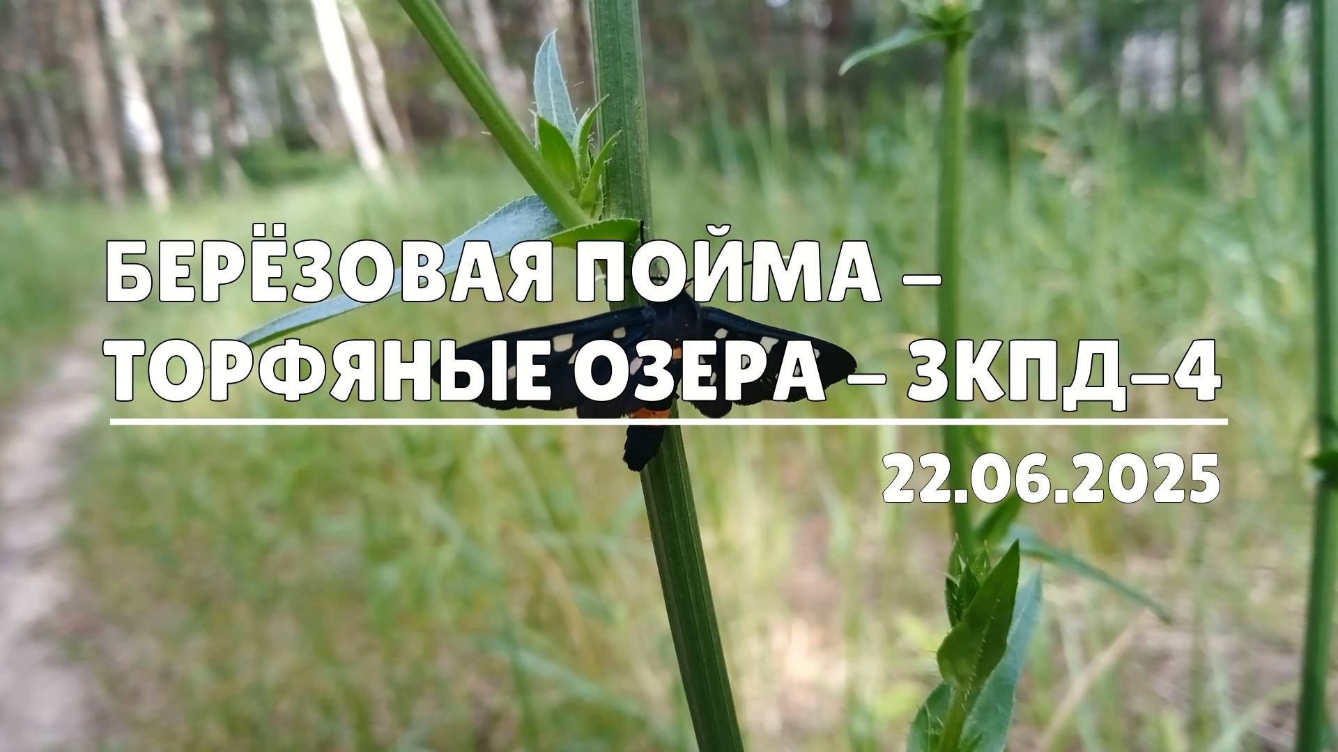 Берёзовая Пойма - торфяные озера - ЗКПД-4 (22.06.2025)