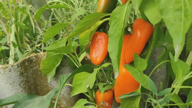 САМЫЕ УРОЖАЙНЫЕ СОРТА ПЕРЦА. УДАЧНЫЙ ВЫБОР СЕМЯН #перец #урожай #огород #урожайперца #сортаперца