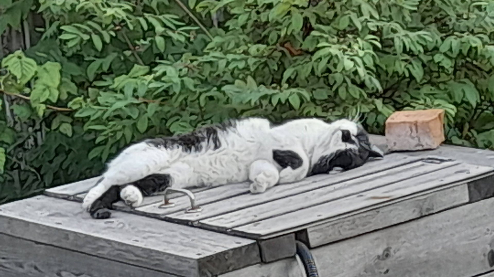 20250711_202819_001 Как нас встречал кот Митя на даче. Становится совсем домашним