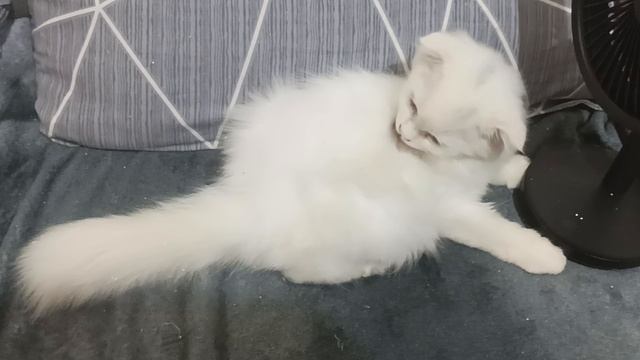 Как ваши кошки относятся к вентилятору? Моя вот так,а остальные боятся