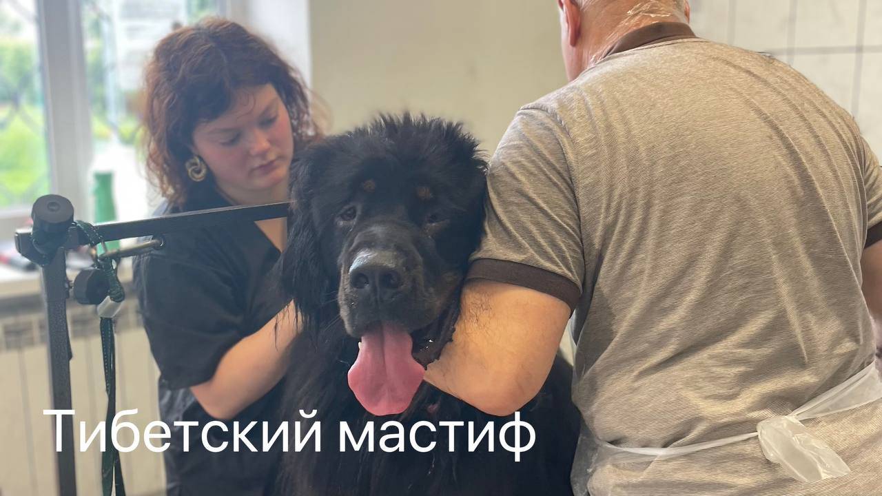 Груминг тибетского мастифа: особенности ухода за шерстью
#тибетскиймастиф #зоосалон #собаки