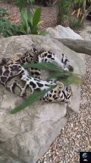 Невероятные оцелоты.В свое время, шкура оцелота была очень популярна