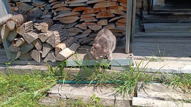 Кошки любят пырей