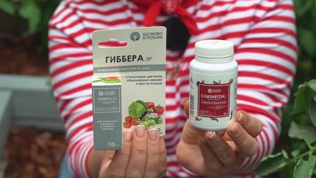 Жара губительна для урожая: нашествие слизней и нет завязи! Решение есть на все проблемы.