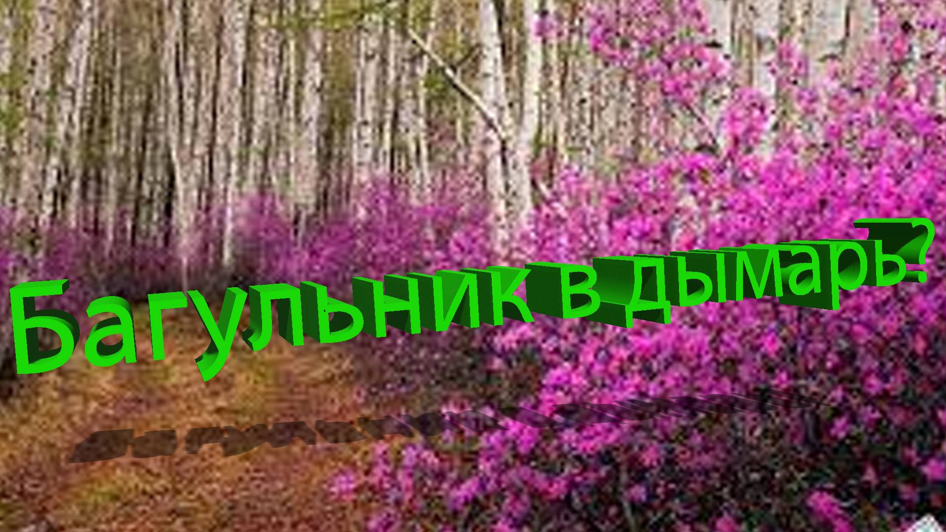 Багульник против клещей: работает ли в дымаре и на рамках? – Профессор Кашковский