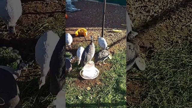 Домашняя  цесарка guinea fowl. #shorts