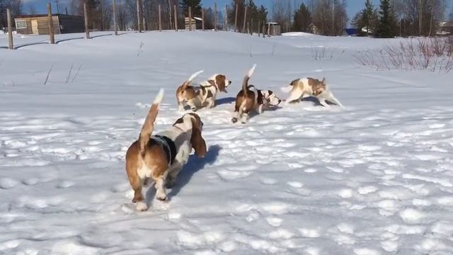 2019 Мила общается с бассет-хаундами