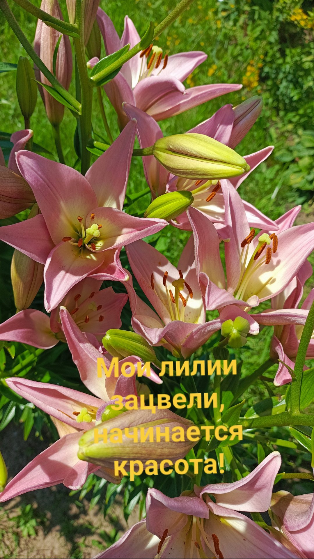 Какие лилии уже зацвели у меня в саду?