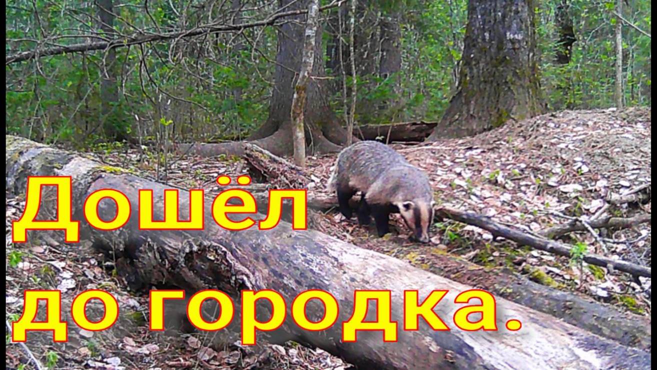 Тайге сыро прошёл барсучьего городка семья активна щенков пока не видно нефтяники пощекотали нервы