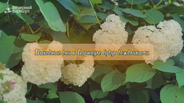 Выходные дни на территории Барнаула будут дождливыми