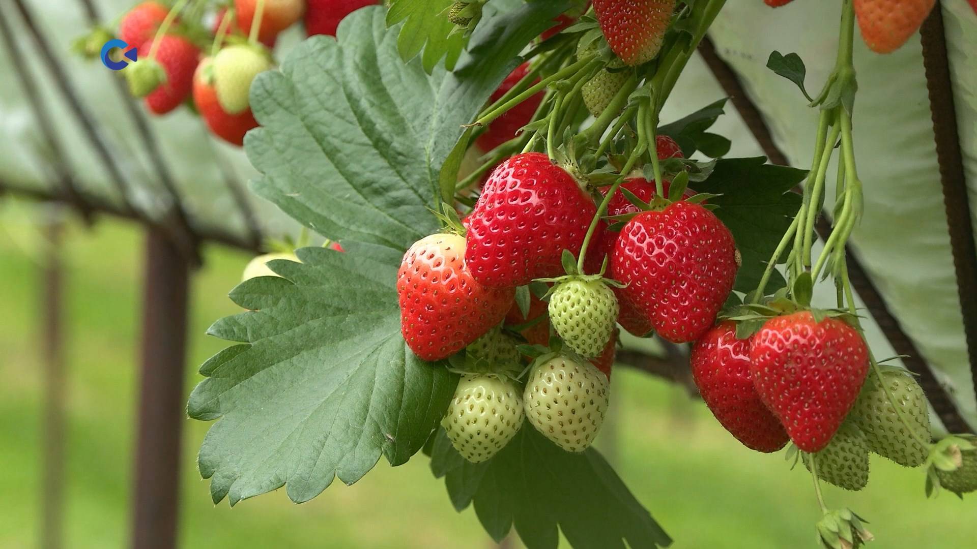 «Пульс региона»: карельская клубника