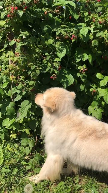 Пес Ричик лакомится малиной