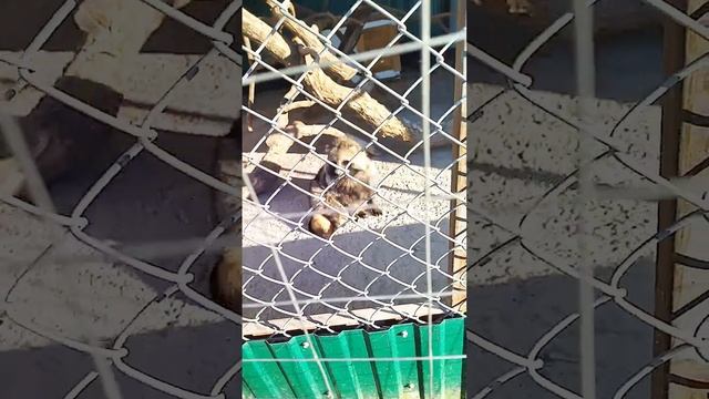 Raccoon dog. Енотовидная собака.#shorts