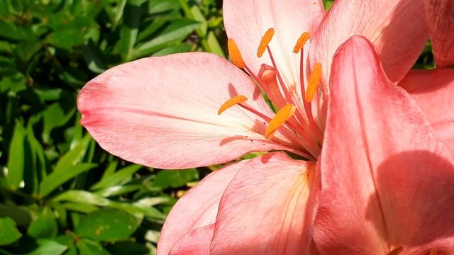 лилия сеянец №15