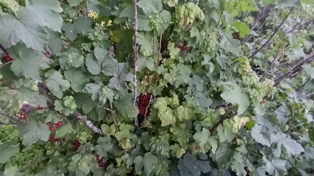 Почти 3  недели не был на даче и все сильно зарасло , опять коса битва с травой .