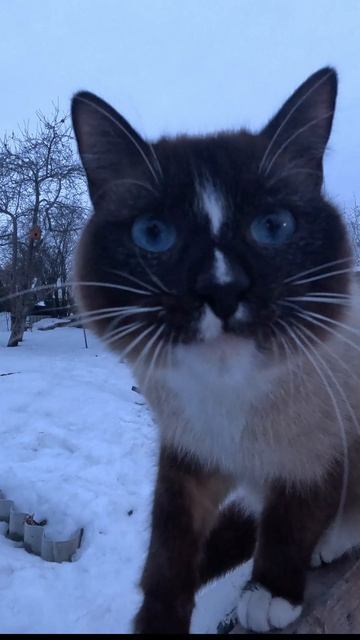 Скумбрия на углях