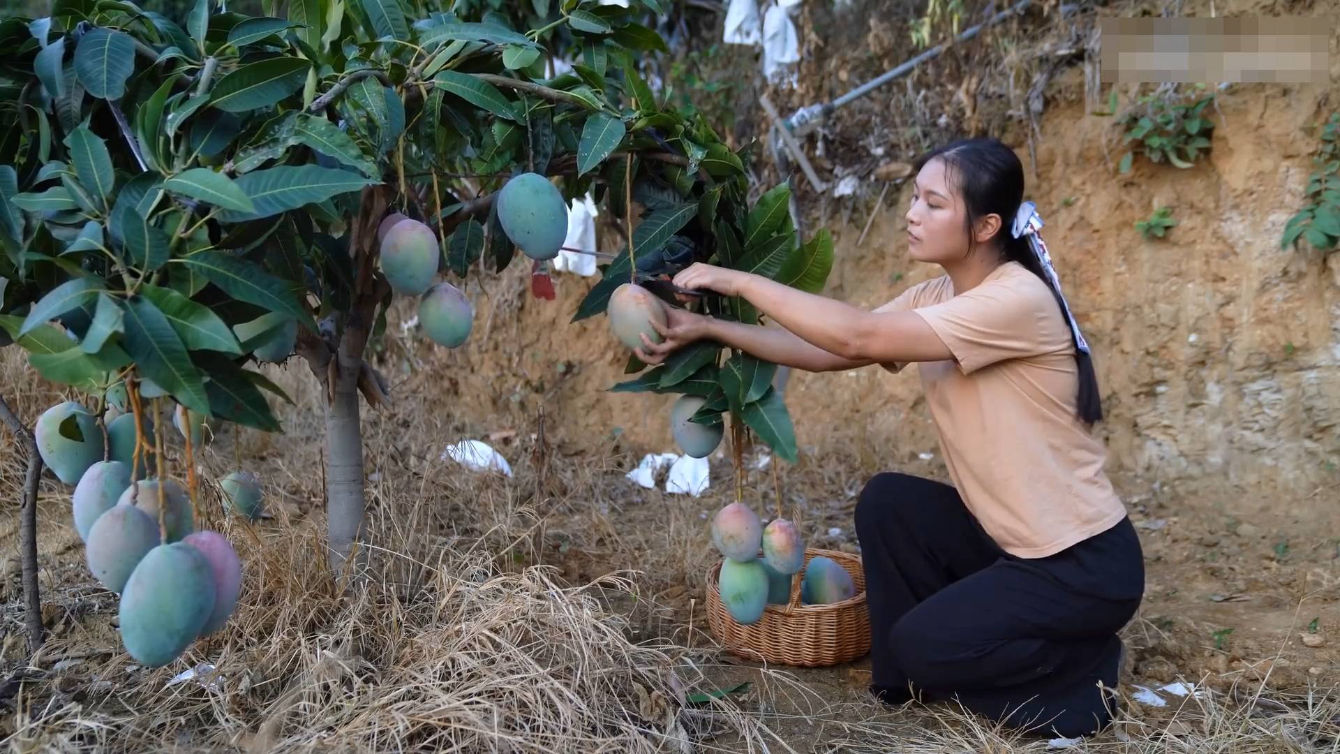 Лун Мэймэй Л - Самый крупный сорт манго: манго Кейт