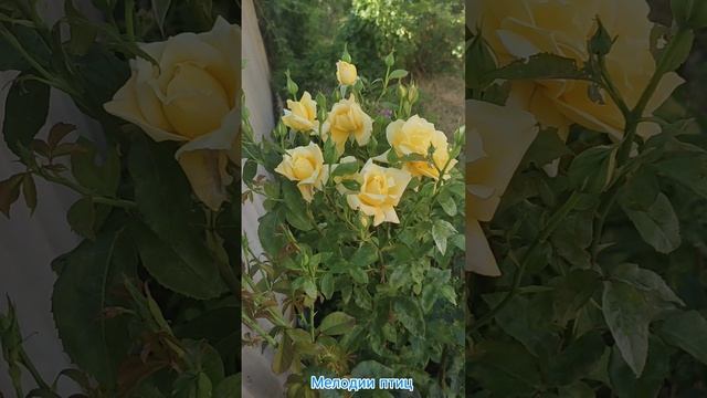 2025 июль Любимая хатка Мелодии птиц