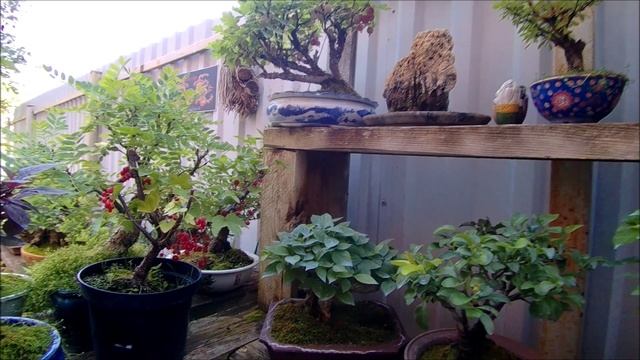 Бонсай середина лета цветение плодоношение озвучка 2025 год