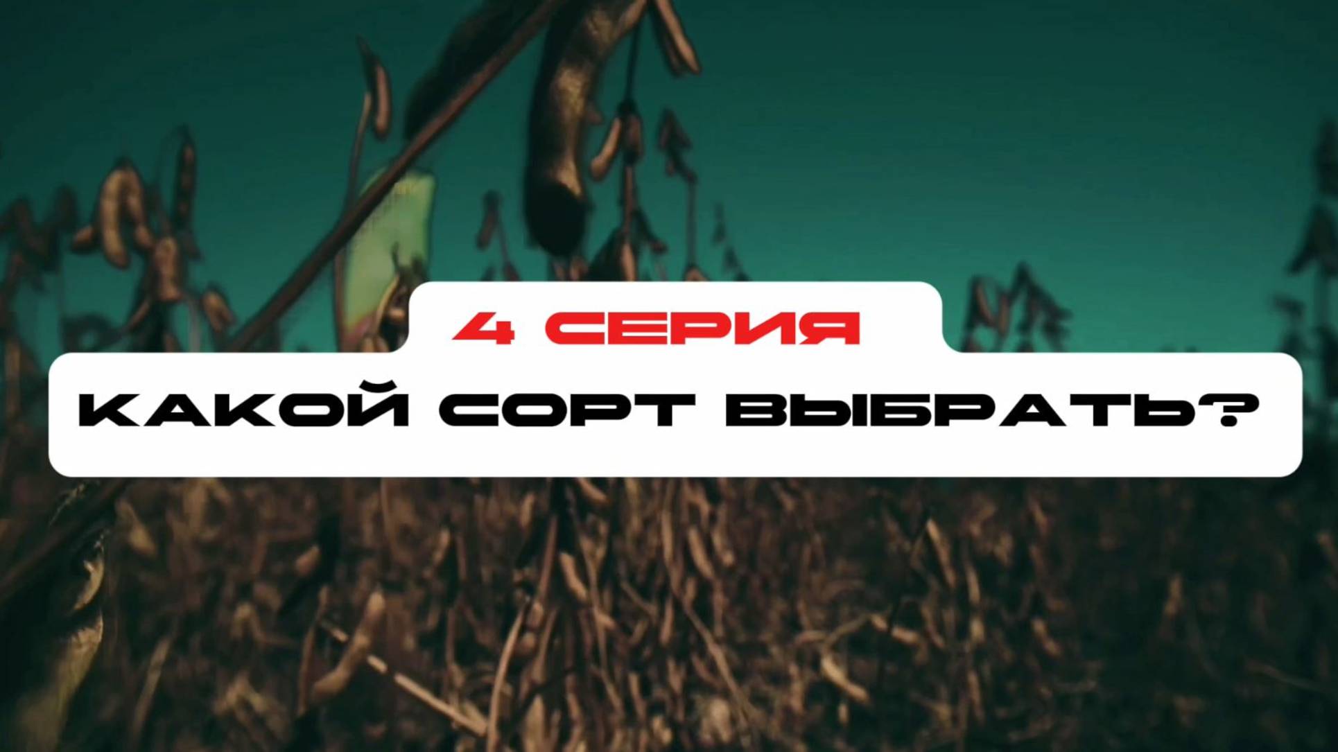 Соя с нуля. 4 серия. Какой сорт выбрать?