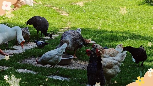 Наши животные