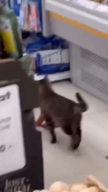 Кот инспектор и вор по колбасе💖👍😻#кот #смешно