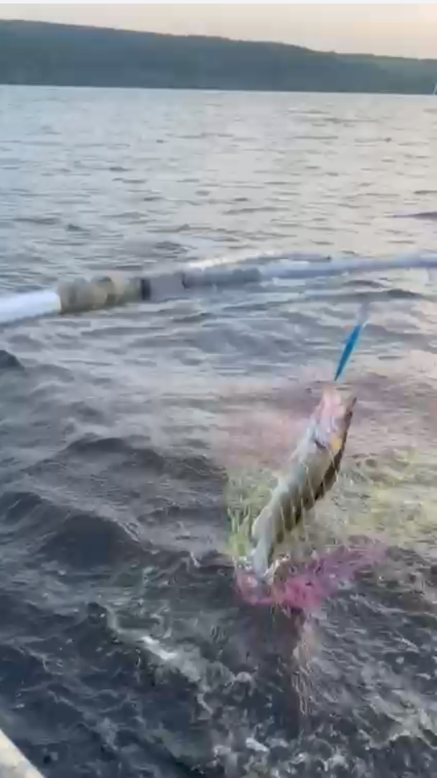 судак на троллинг