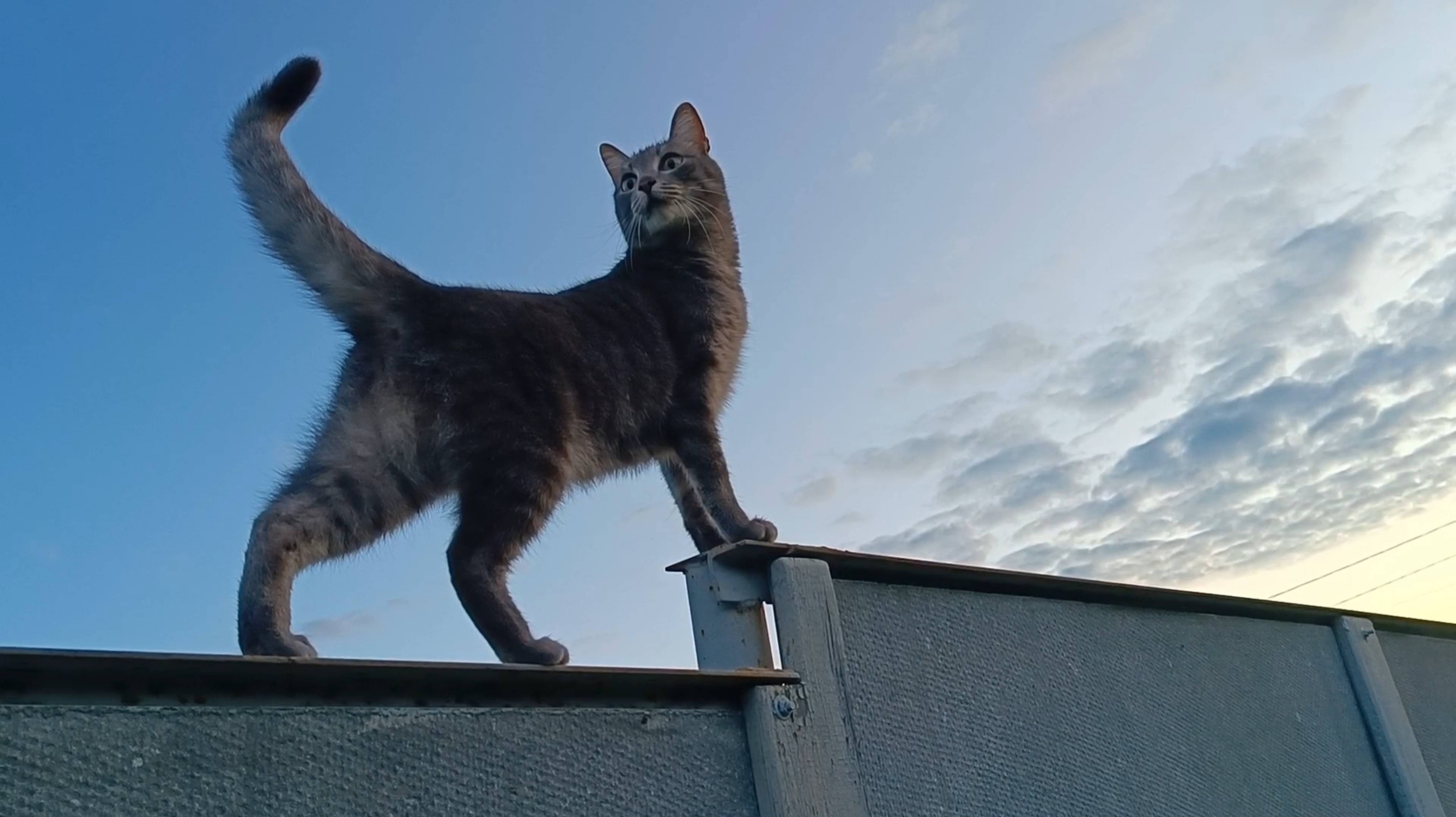 Высоко хожу, далеко гляжу